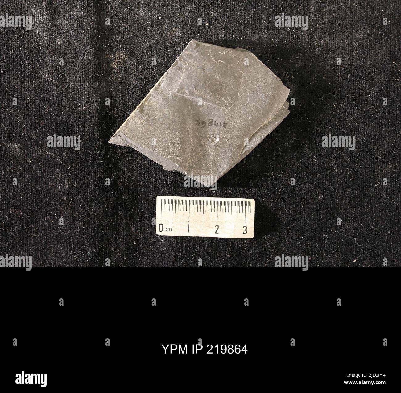 Trilobite triarthrus hi-res stock photography and images - Alamy