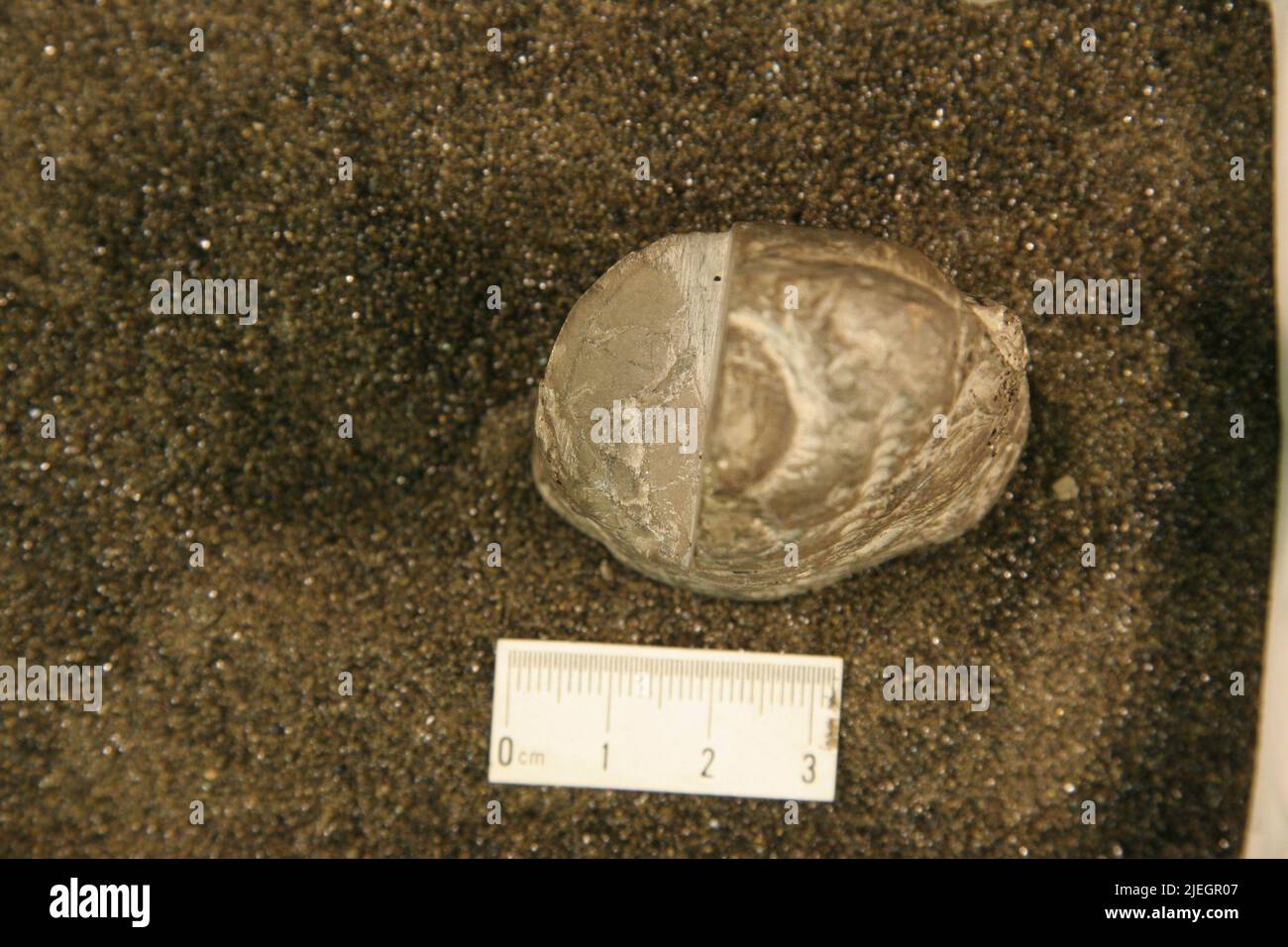 Discosorus infelix HYPOTYPE Stock Photo - Alamy