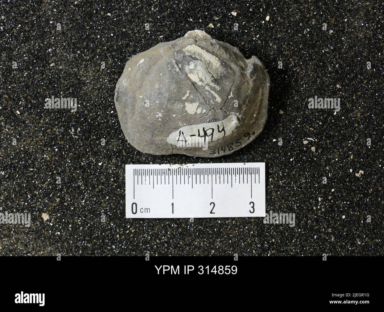 Cucullaea sp animalia hi-res stock photography and images - Alamy