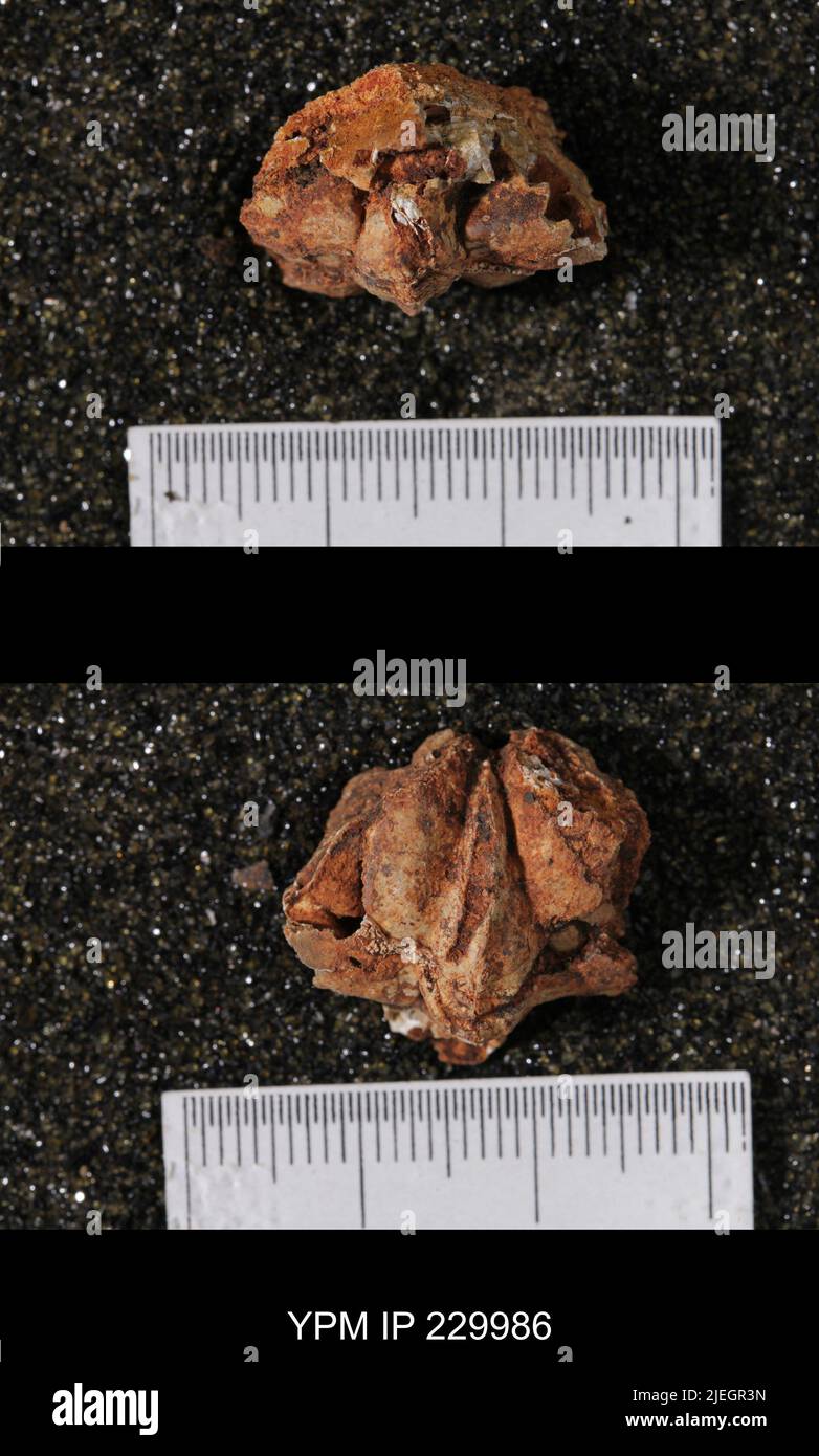 Neospirifer sp animalia hi-res stock photography and images - Alamy