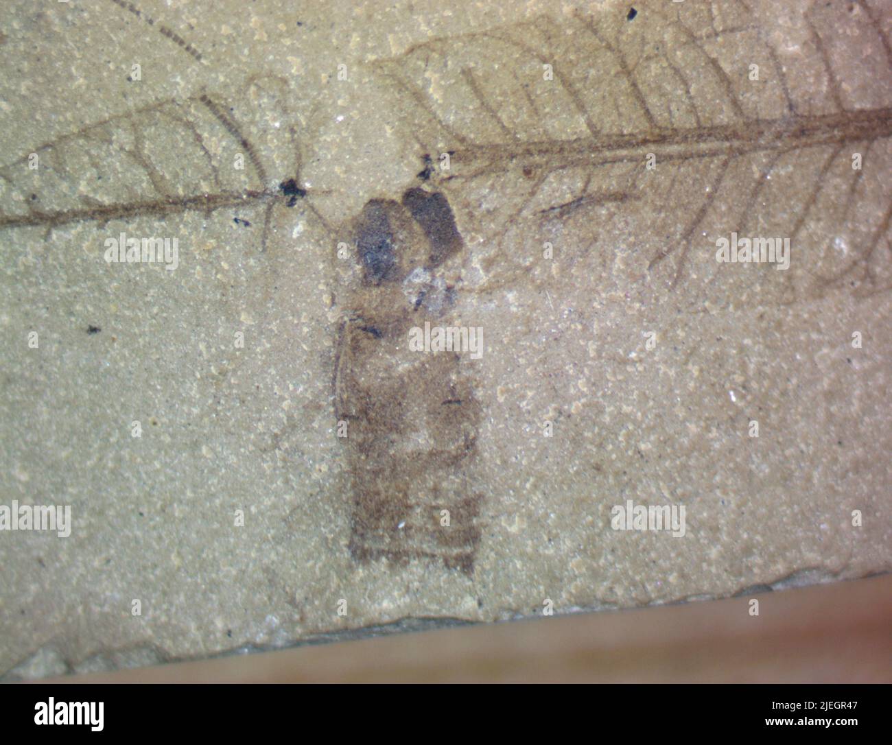 Class insecta lepidoptera taxonomy hi-res stock photography and images ...