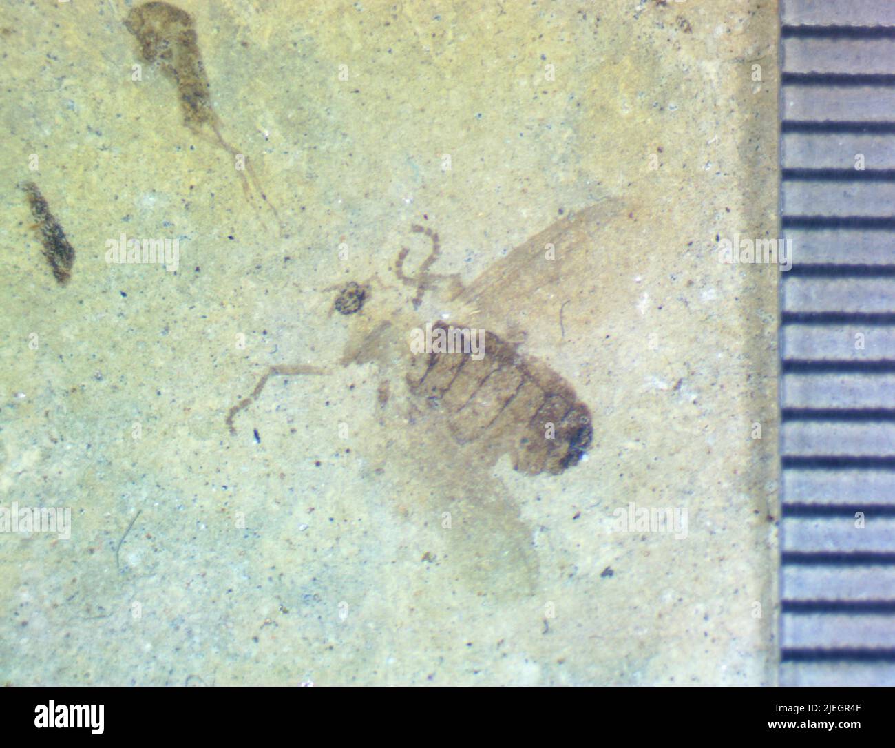 Apterygota hi-res stock photography and images - Alamy