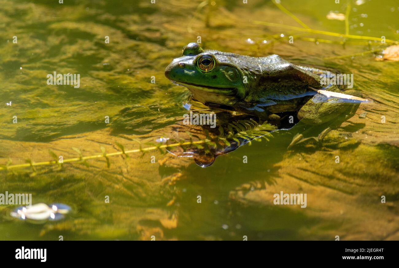 Waterway animals hi-res stock photography and images - Alamy
