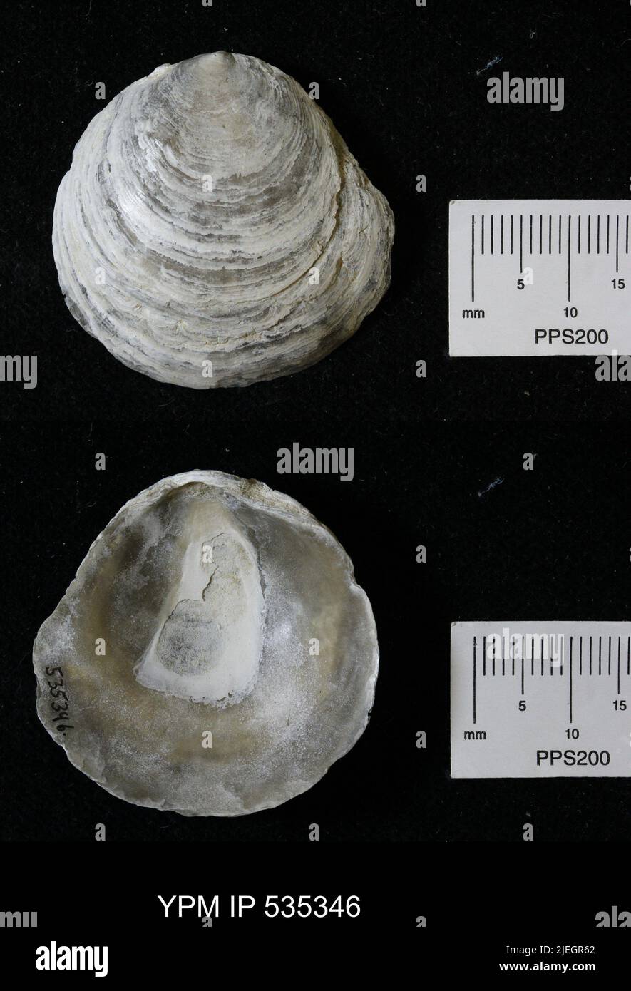 Anomia simplex d'Orbigny, 1853 Stock Photo - Alamy