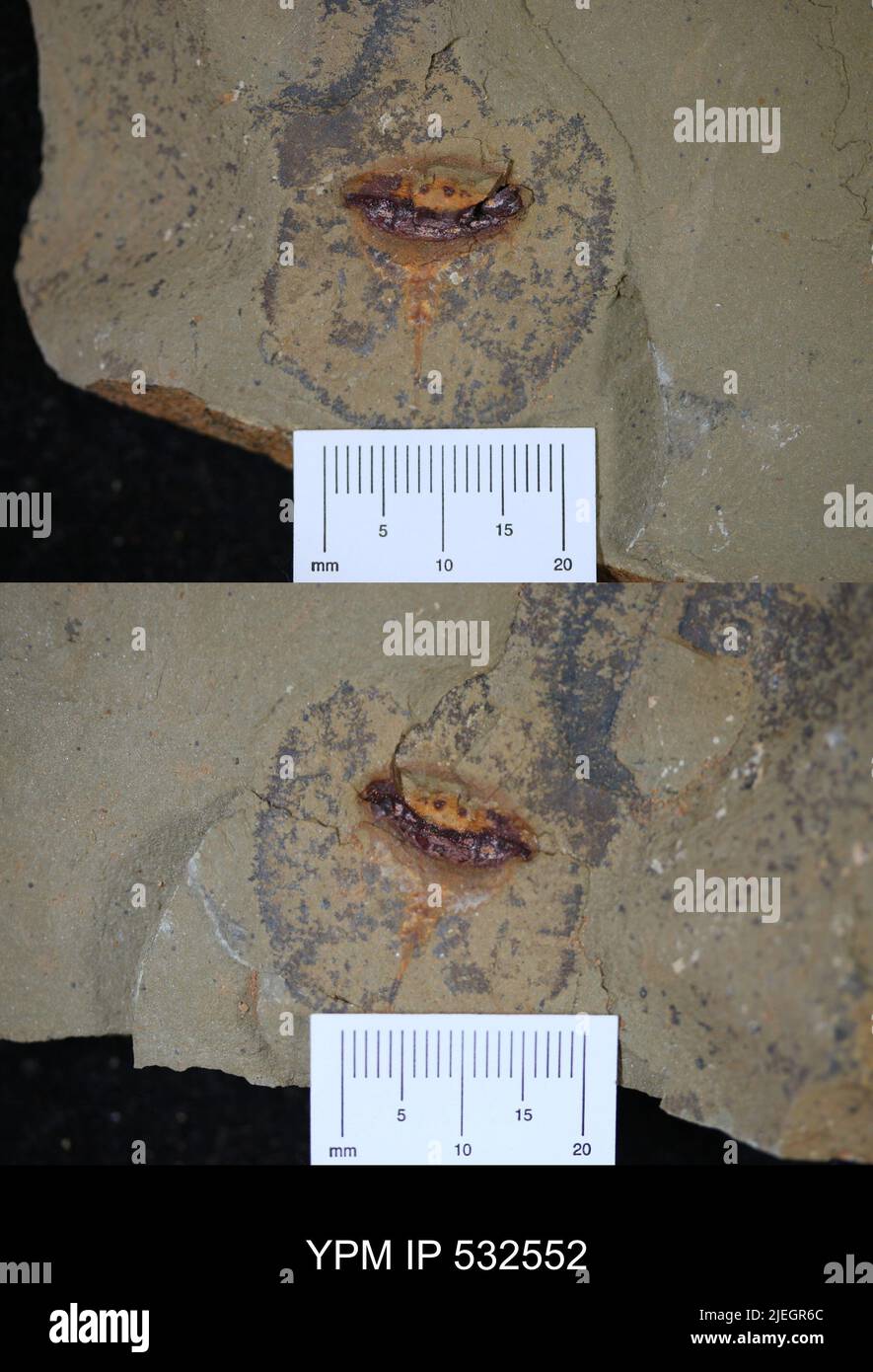 Undet xiphosurida hi-res stock photography and images - Alamy