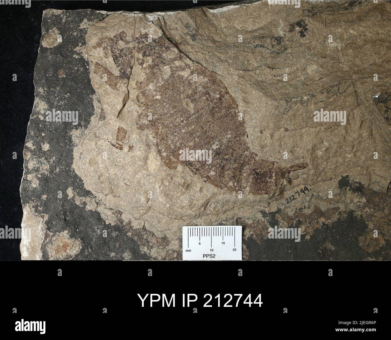 Eurypterida hi-res stock photography and images - Alamy