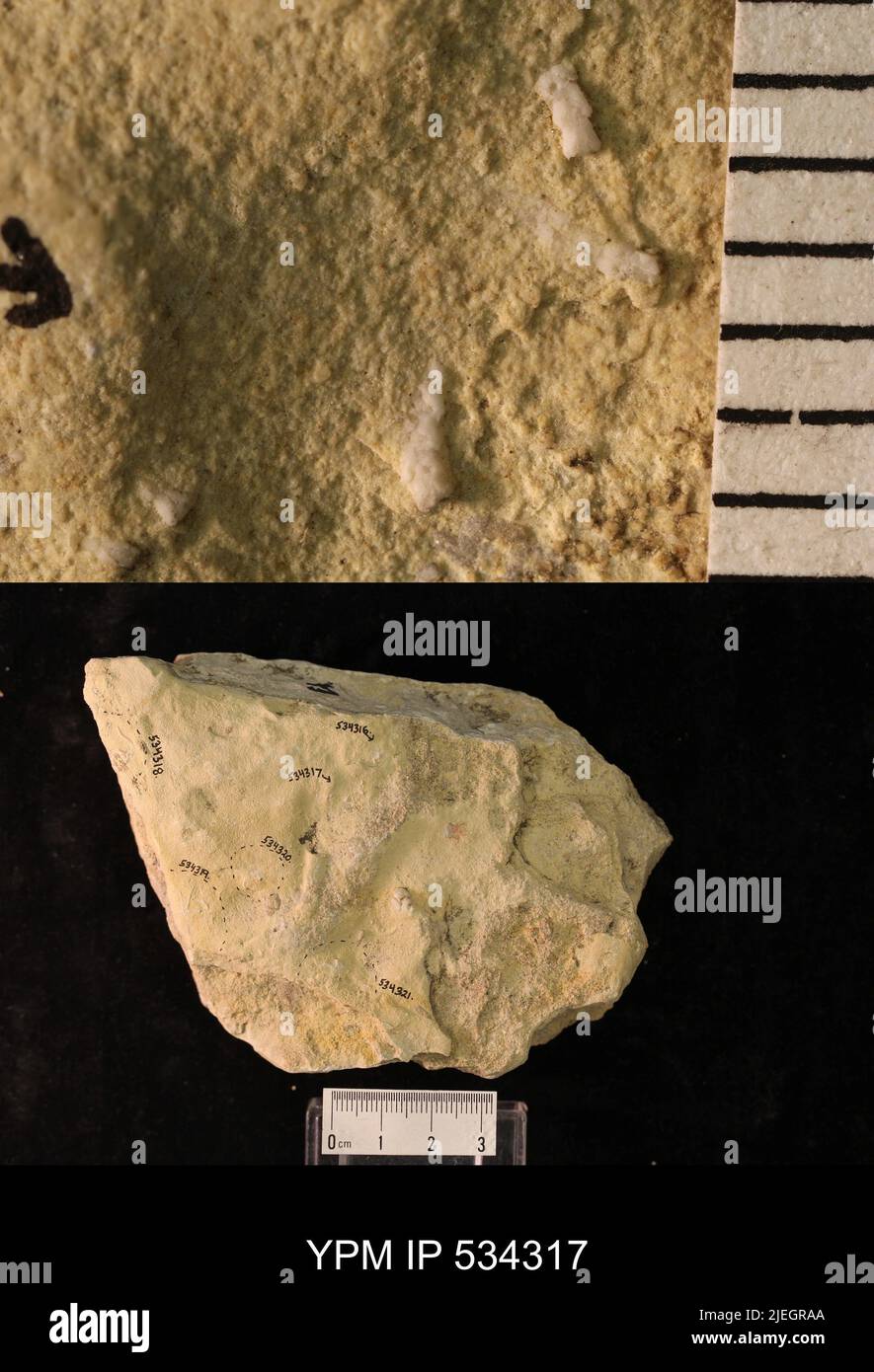 Ophiur hi-res stock photography and images - Alamy