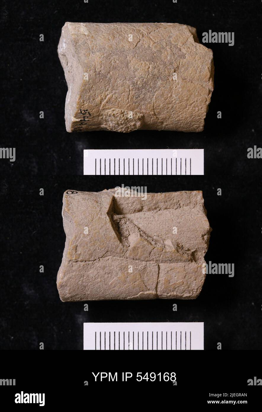 Cephalopoda squids hi-res stock photography and images - Alamy