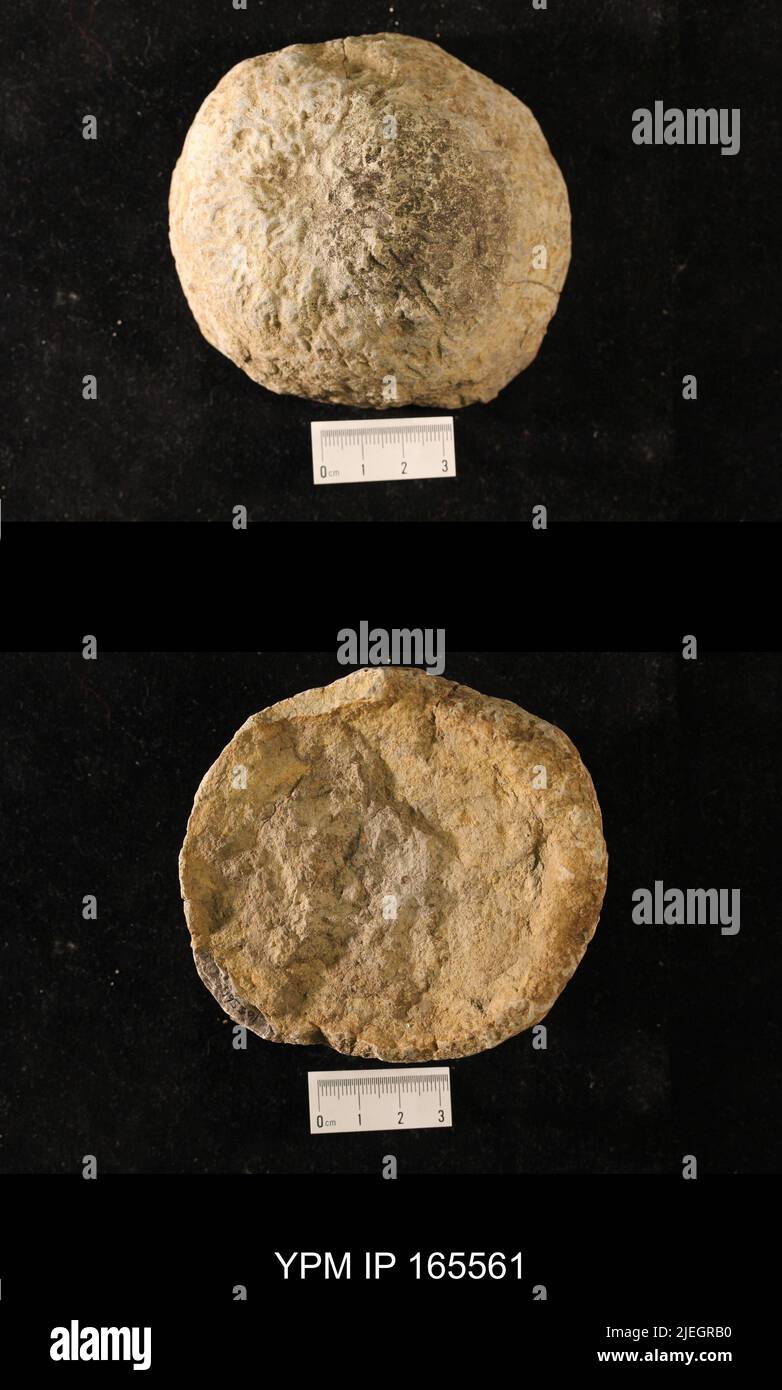 Spongia sp hi-res stock photography and images - Alamy