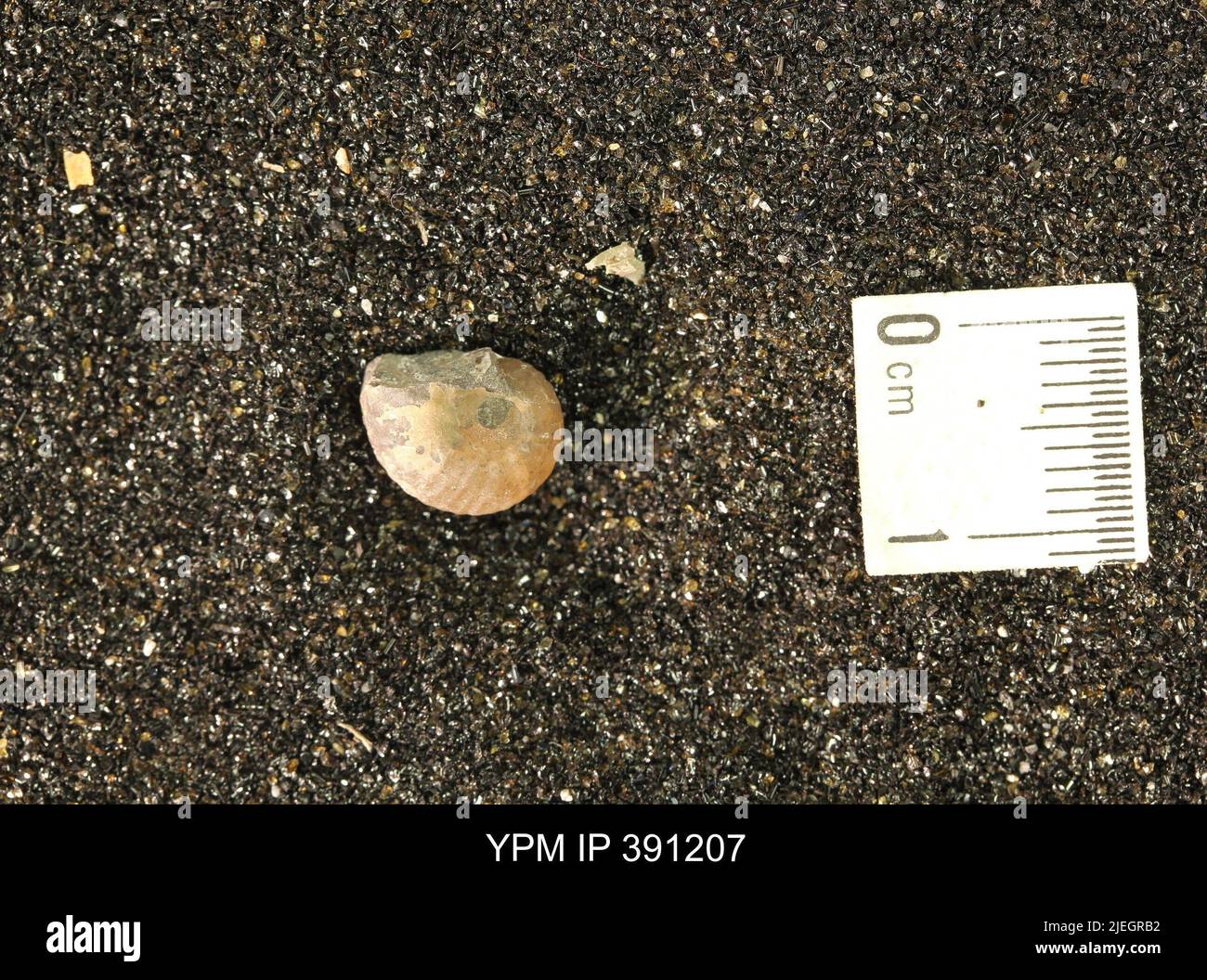 Scaphitidae animalia hi-res stock photography and images - Alamy