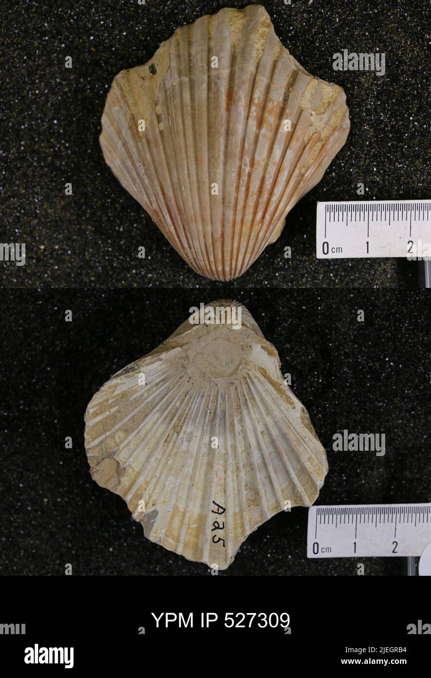 Pecten fossil hi-res stock photography and images - Alamy