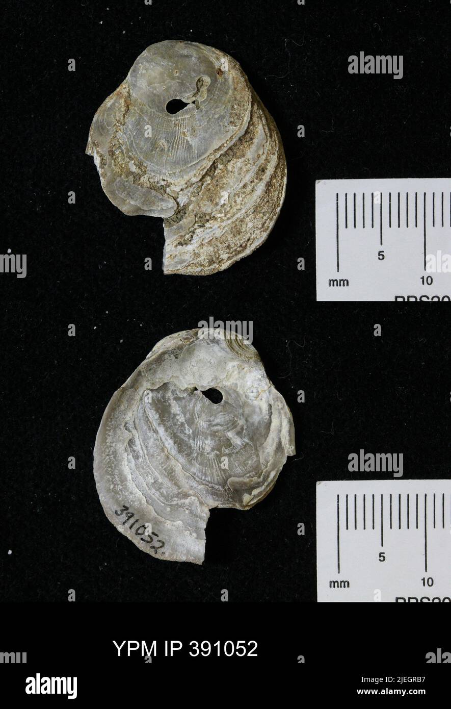 Anomia sp animalia hi-res stock photography and images - Alamy