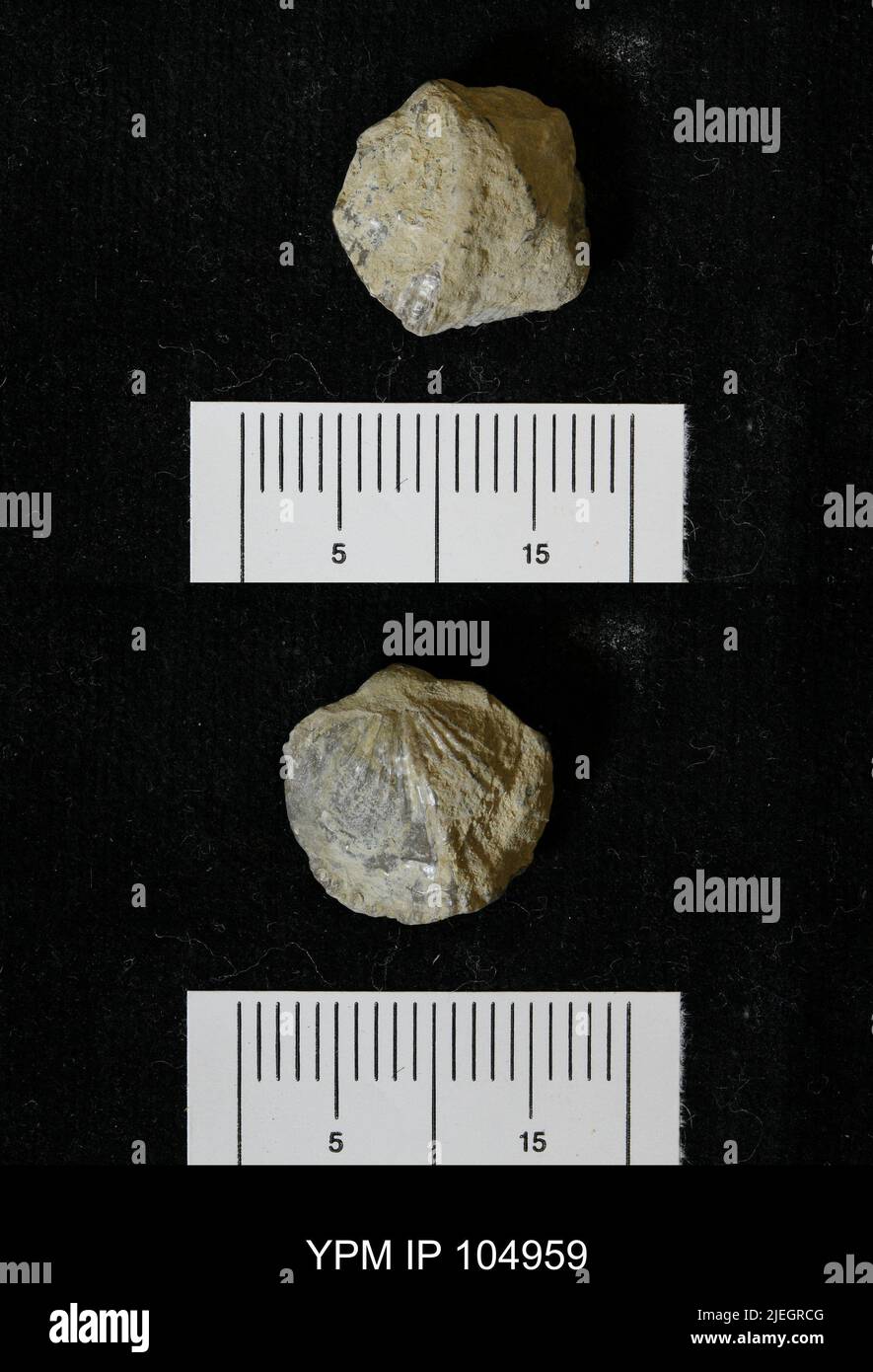 Atrypa marginalis dalman hi-res stock photography and images - Alamy