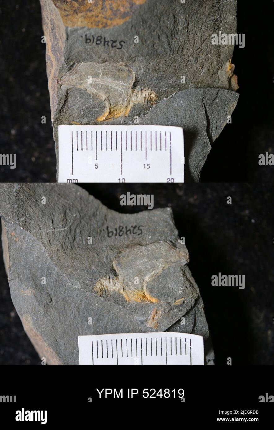 Cothurnocystis hi-res stock photography and images - Alamy