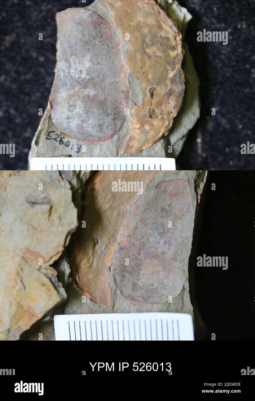 Xiphosura hi-res stock photography and images - Alamy