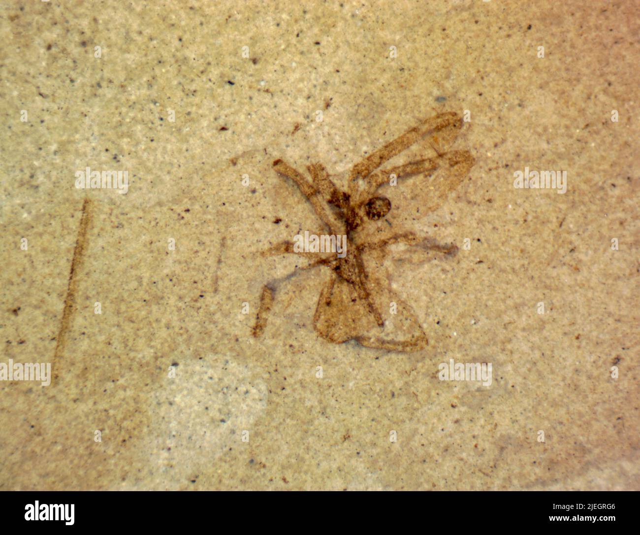 Undet araneae animalia hi-res stock photography and images - Alamy