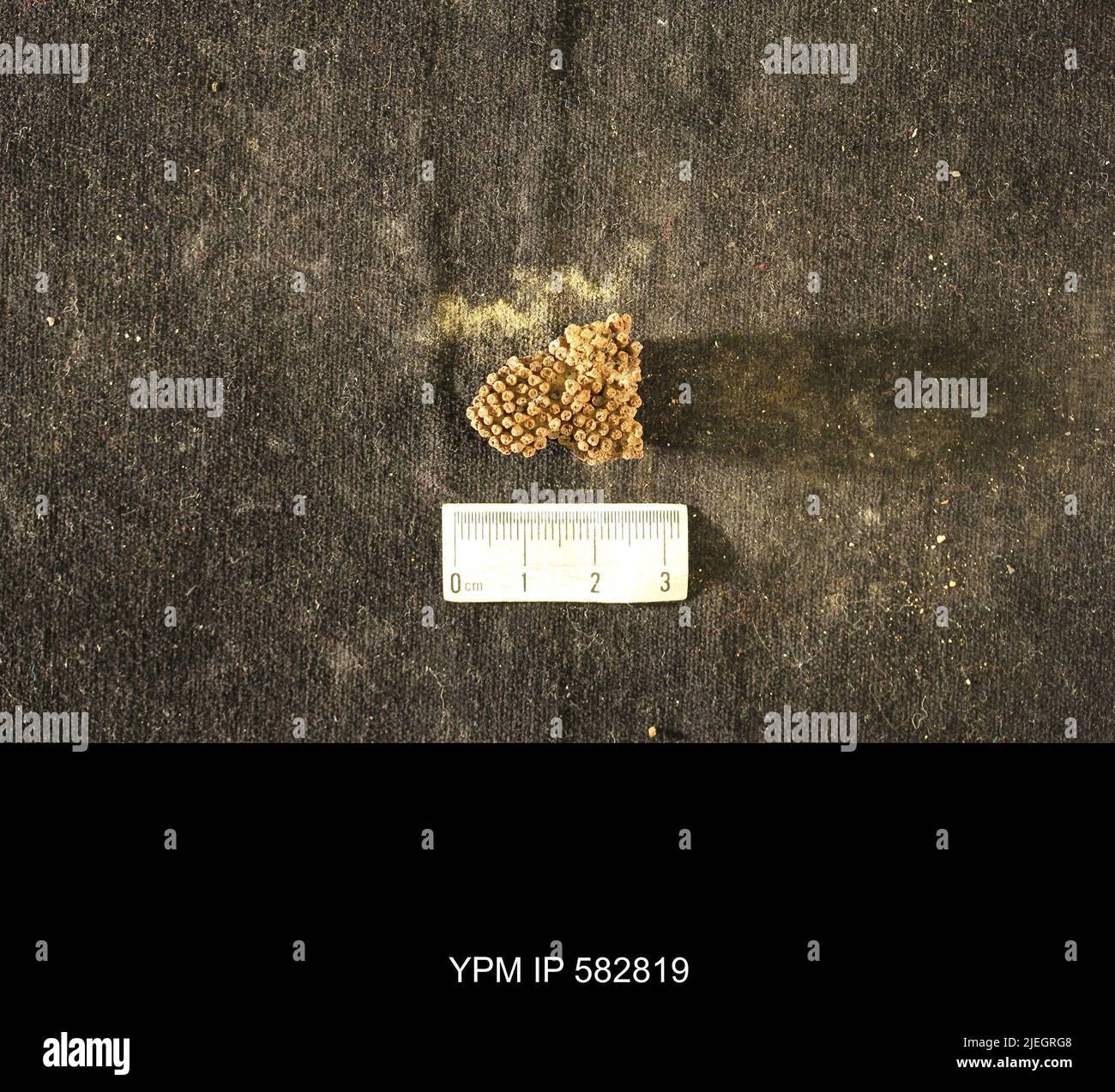 Receptaculites sp animalia hi-res stock photography and images - Alamy