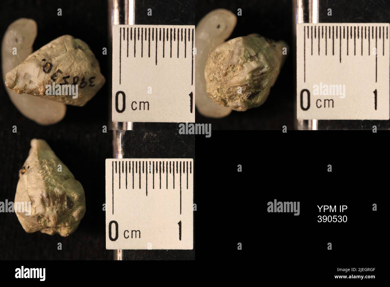 Alternatus hi-res stock photography and images - Alamy