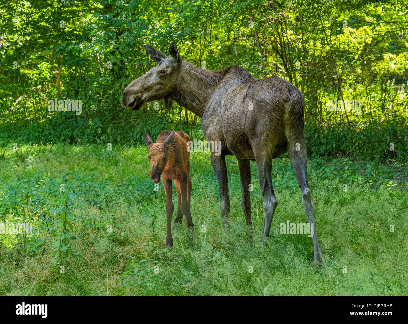 Elk cow with child in the forest. Karlsruhe, Germany, Europe Stock ...