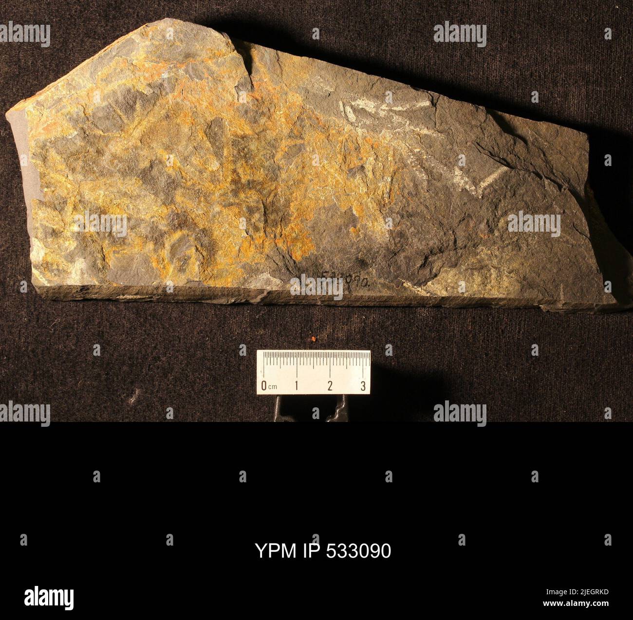 Graptolithina; Assemblage includes Phyllograptus, Isograptus ...