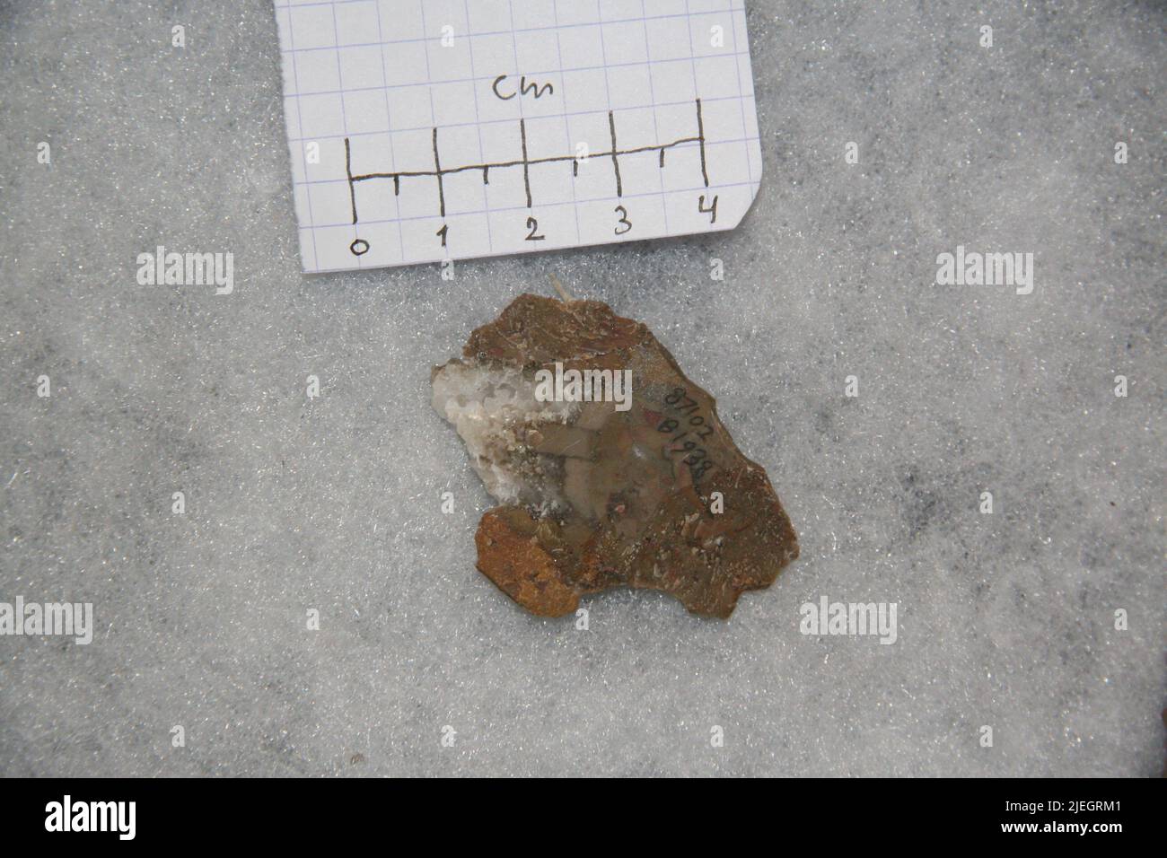 Jurassic marine life hi-res stock photography and images - Alamy
