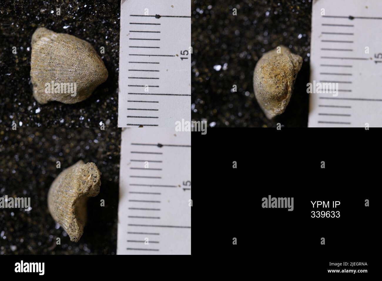 Cardium whitei Dall Stock Photo - Alamy