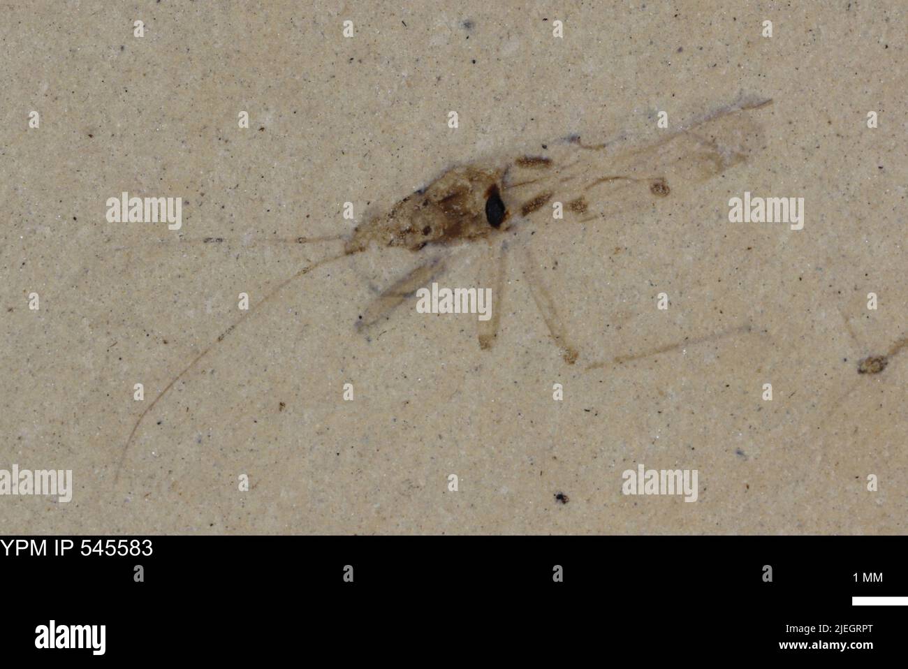 Oecanthinae hi-res stock photography and images - Alamy