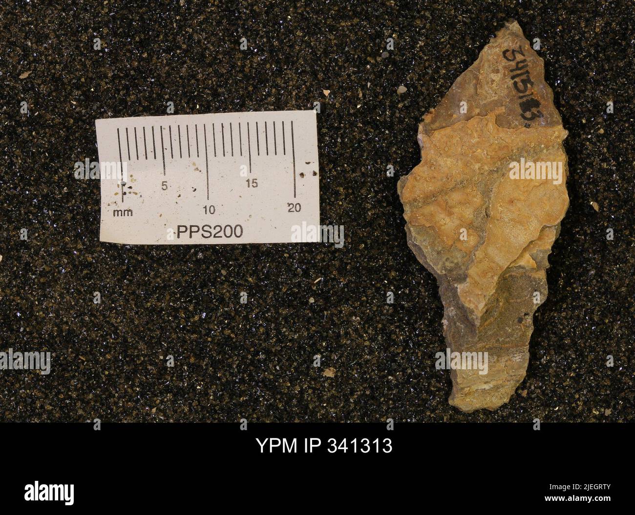 Inoceramus sp animalia hi-res stock photography and images - Alamy