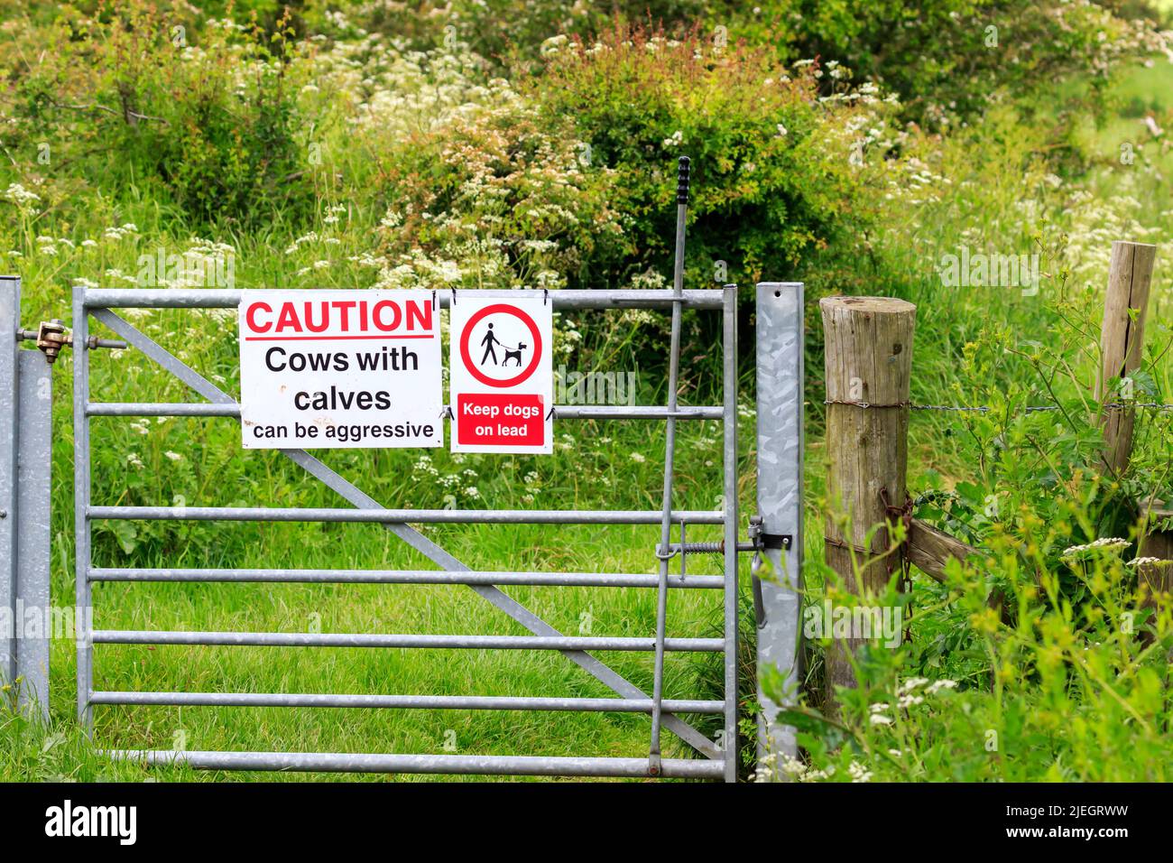 Metal footpath gate with a Caution sign warning of cows with calfs and ...