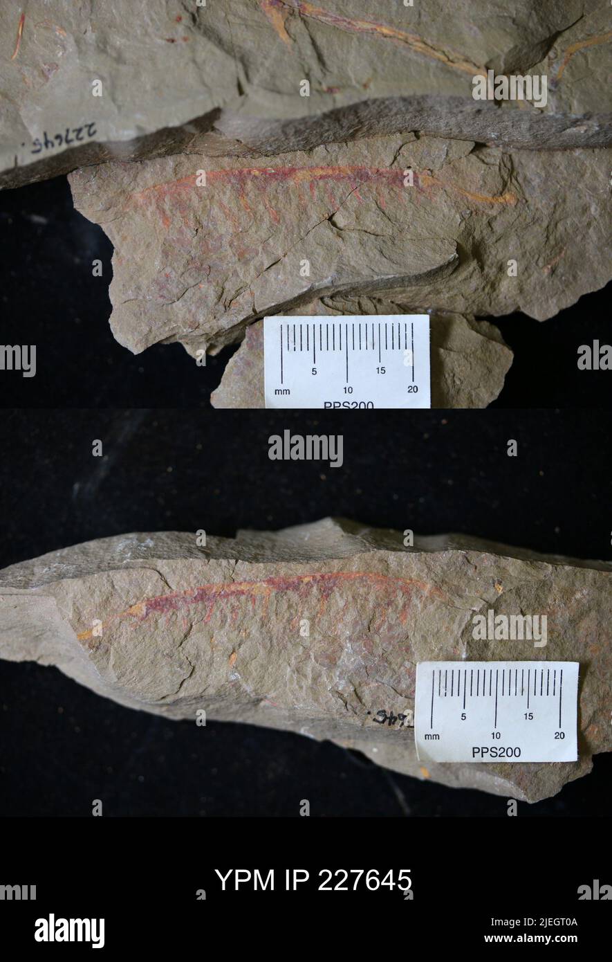 Lobopodia hi-res stock photography and images - Alamy