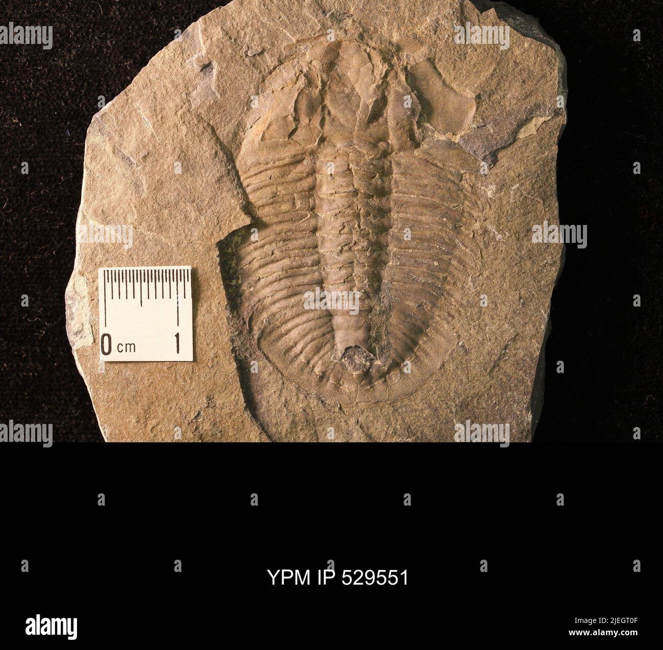 Trilobites trilobita hi-res stock photography and images - Alamy