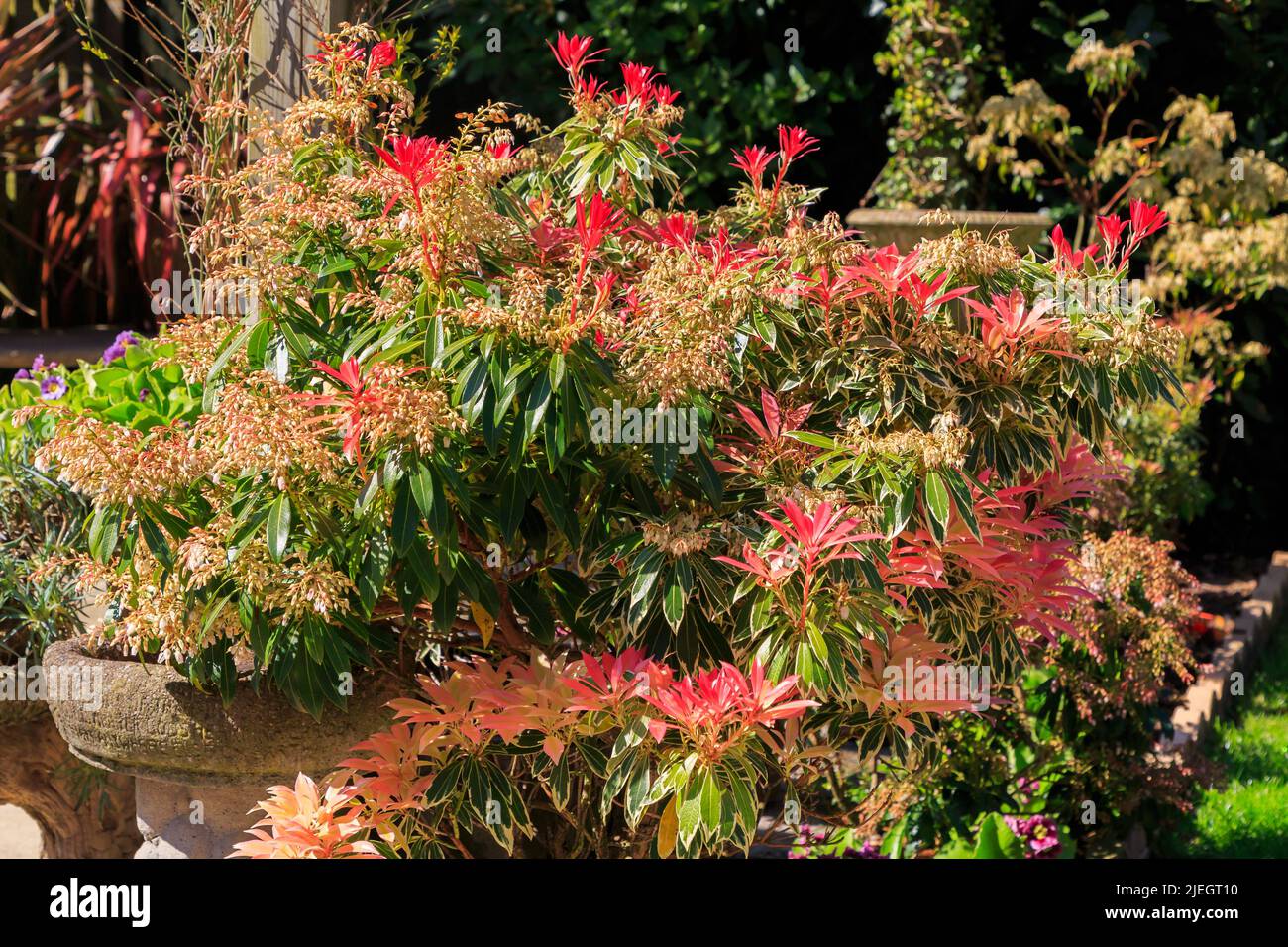 Forest flame Pieris plant showing off it's spring time colours Stock ...
