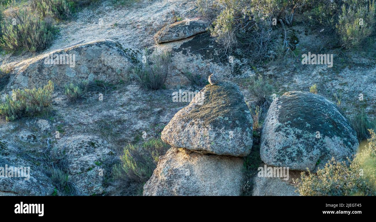 Owls at sunset hi-res stock photography and images - Alamy