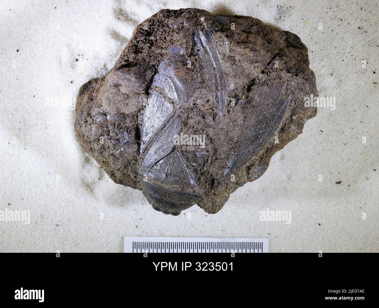 Lethocerus americanus hi-res stock photography and images - Alamy