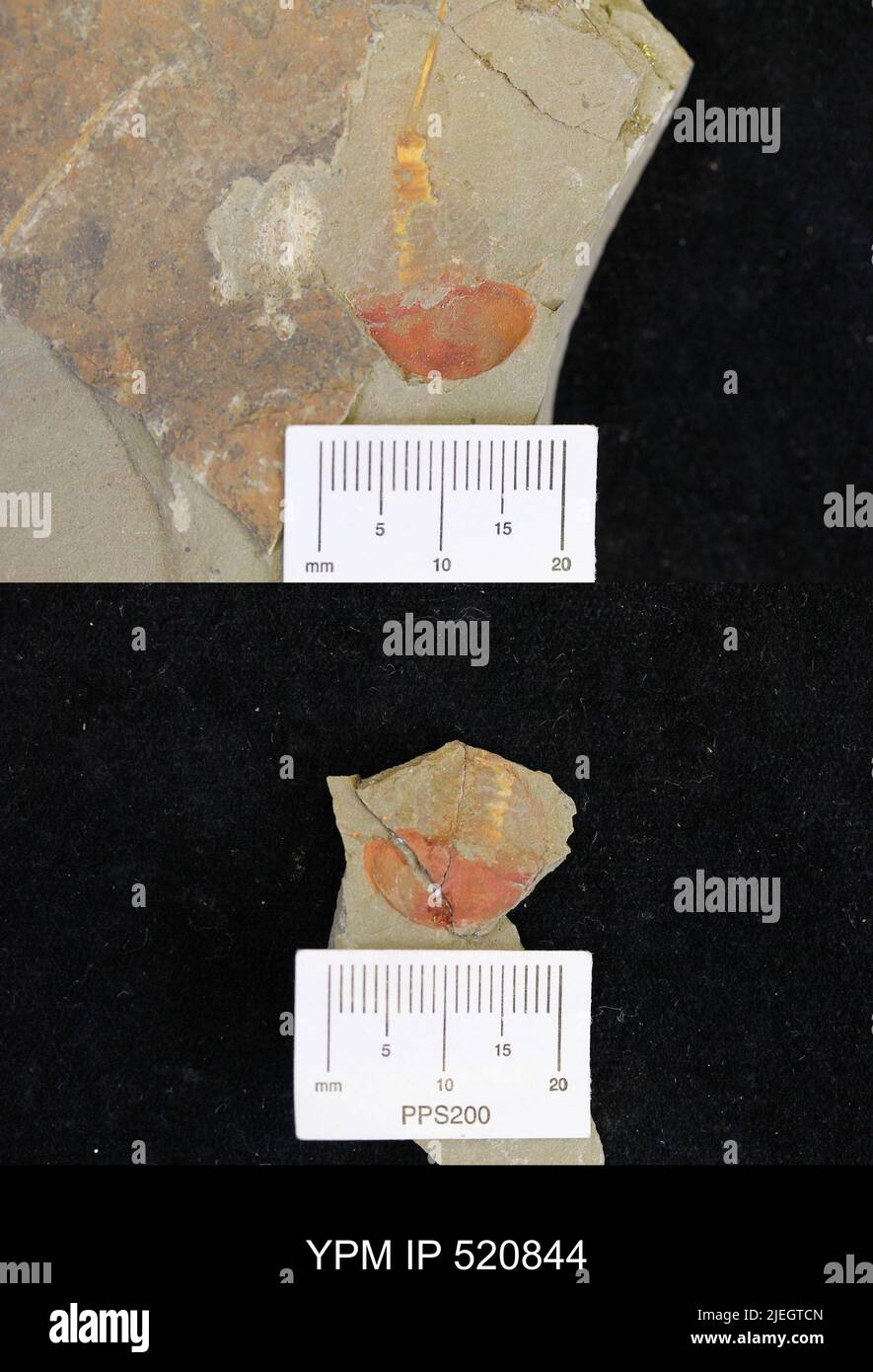 Xiphosurida hi-res stock photography and images - Alamy