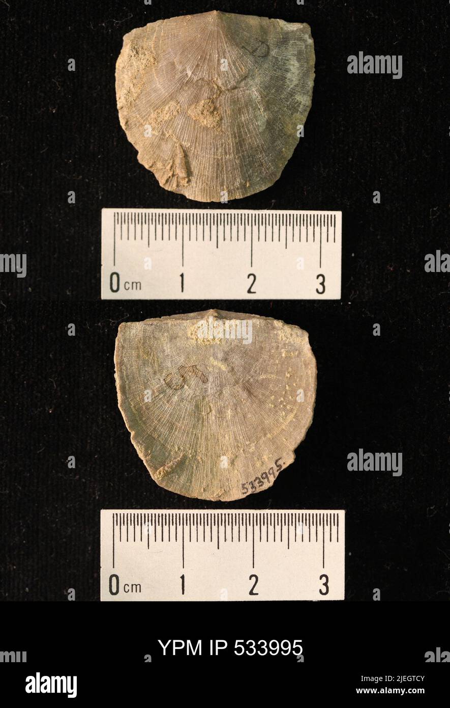 Rafinesquina hi-res stock photography and images - Alamy