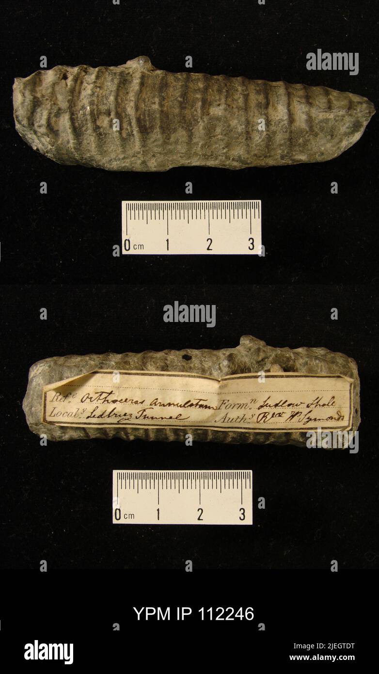 Orthoceras annulatum Sowerby Stock Photo - Alamy