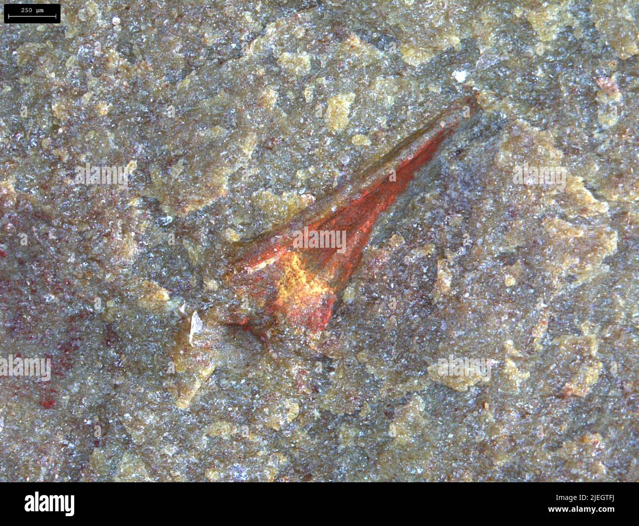 Hyolith hi-res stock photography and images - Alamy