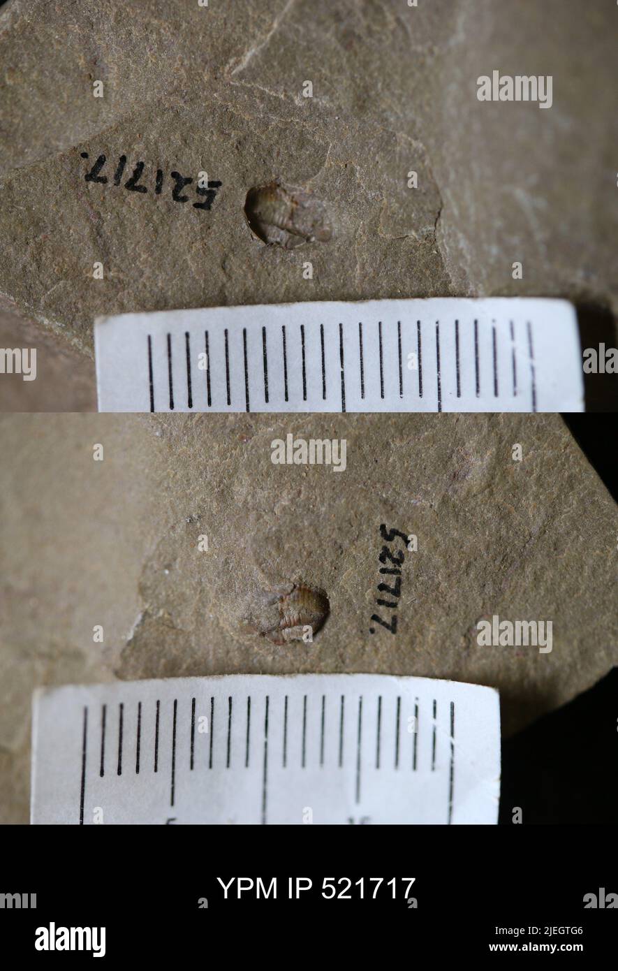 Asaphida fossils hi-res stock photography and images - Alamy