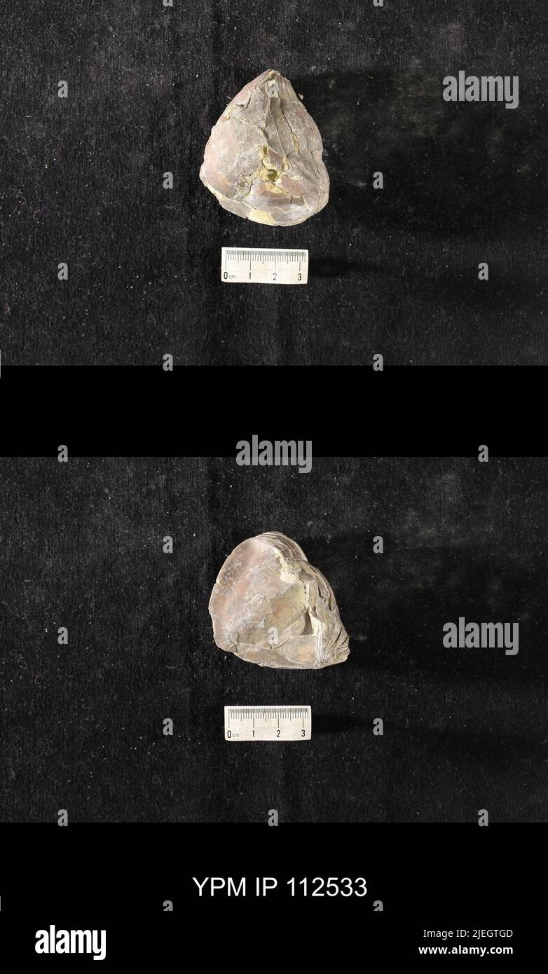 Isotelus hi-res stock photography and images - Alamy