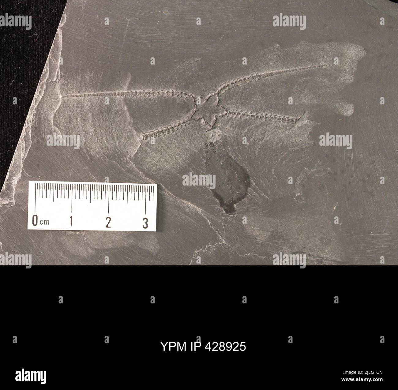 Furcaster palaeozoicus Sturtz Stock Photo - Alamy