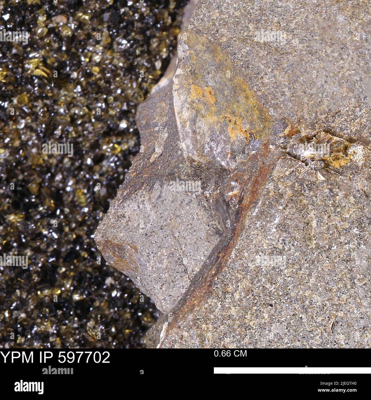 Sphenodiscus hi-res stock photography and images - Alamy