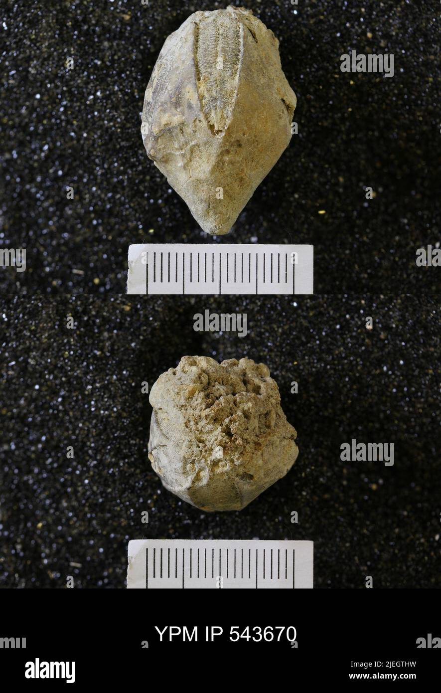 Pentremites pyriformis Say, 1825 Stock Photo - Alamy