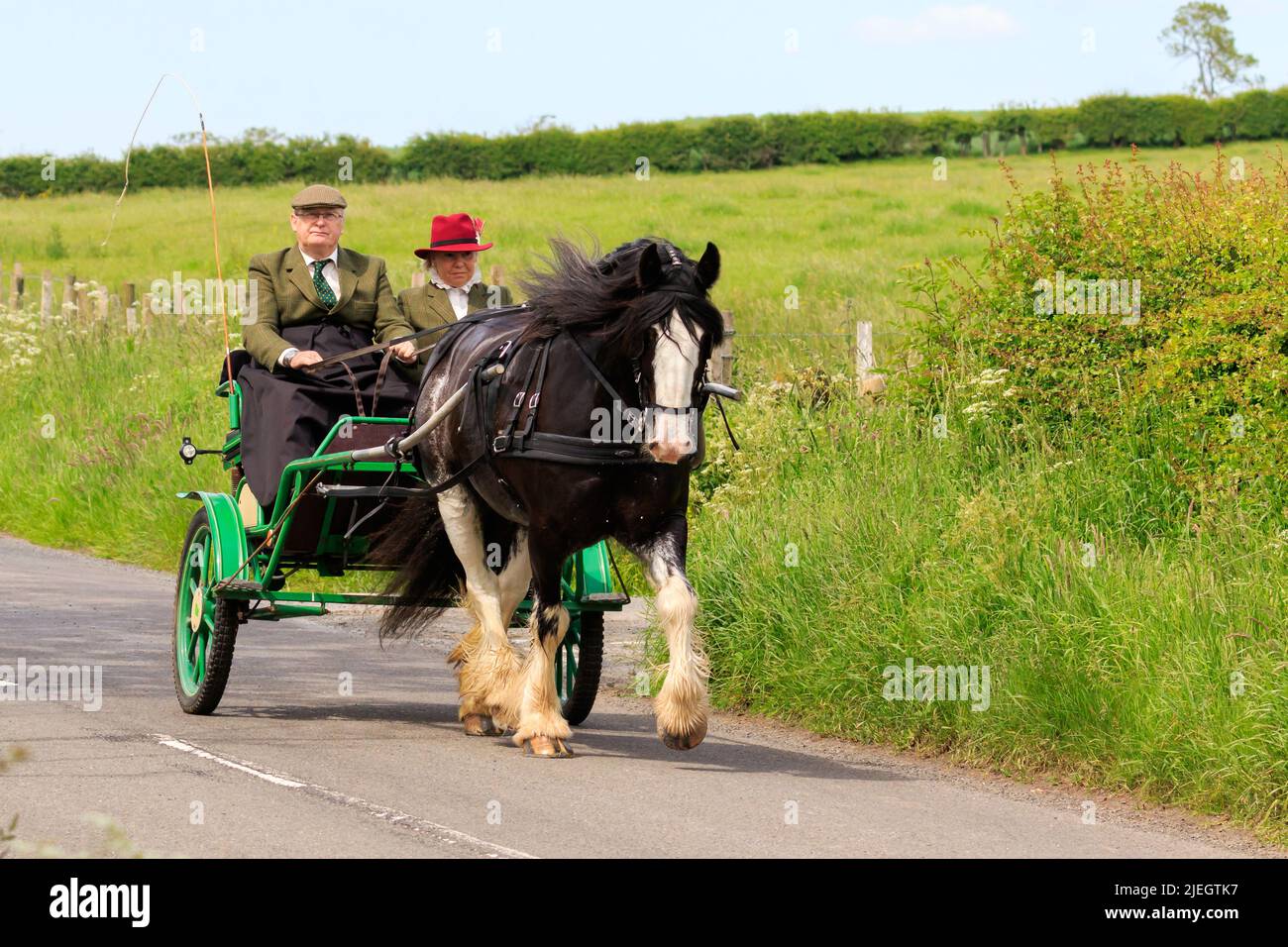 Glencaple, Scotland - June 5, 2022 : Dark bay gypsy cob pony with 4 ...