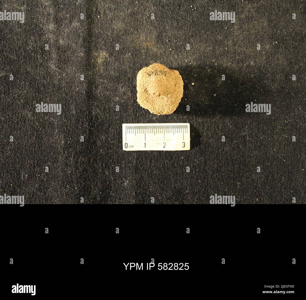 Receptaculitida hi-res stock photography and images - Alamy