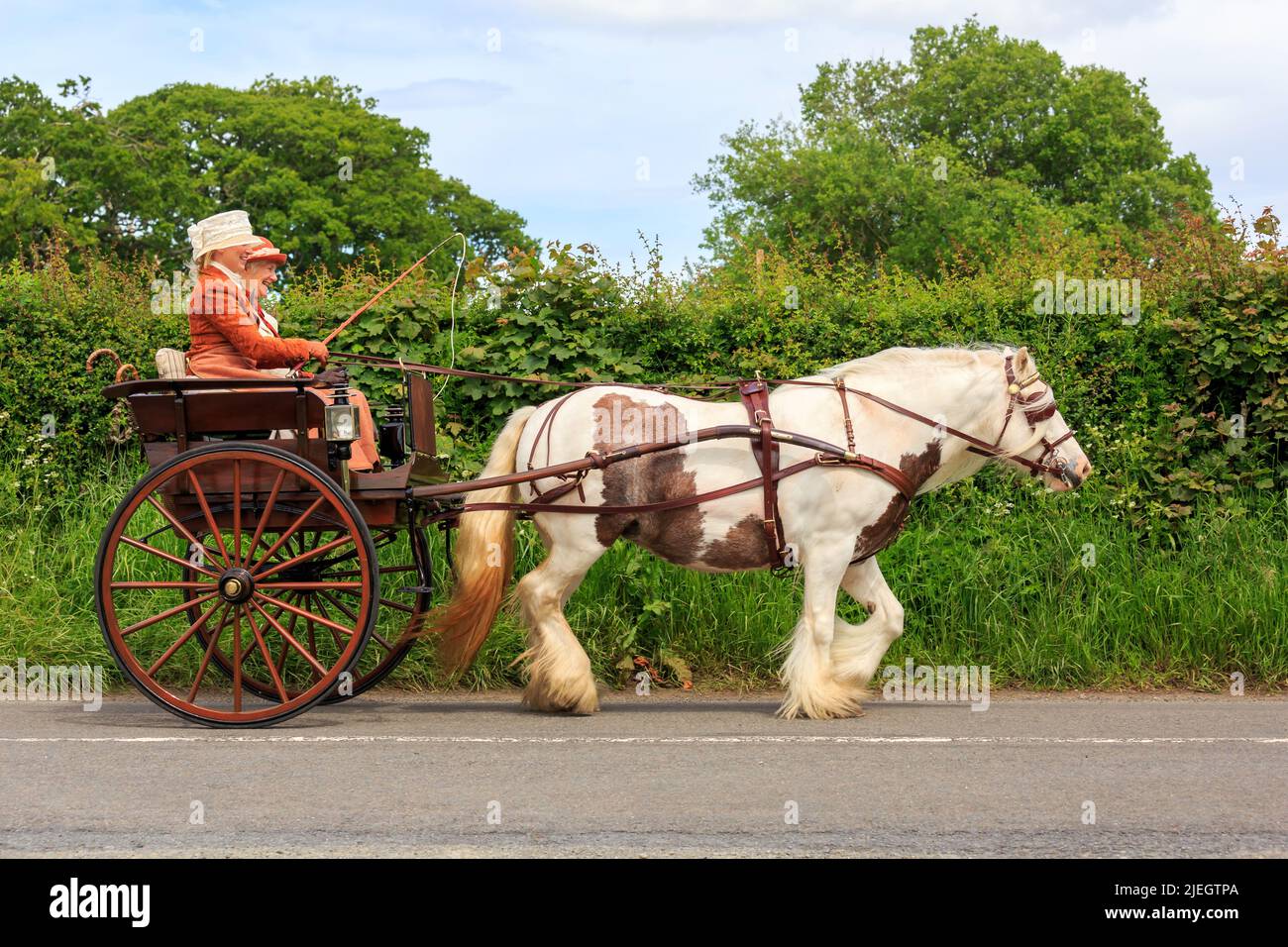 Glencaple, Scotland - June 5, 2022 : Side view of a Skewbald gypsy cob ...