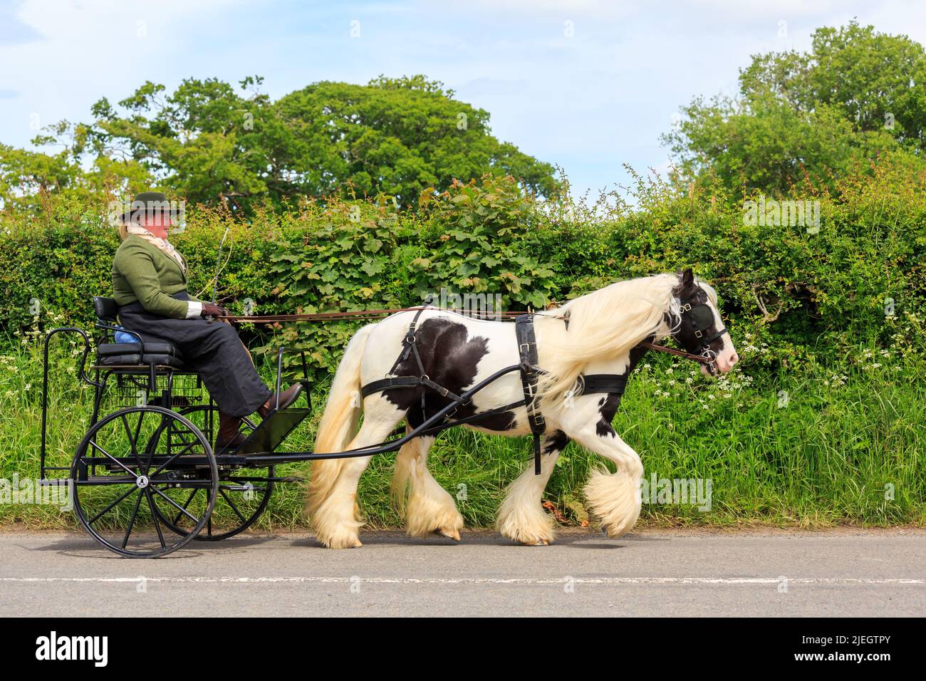 Glencaple, Scotland - June 5, 2022 : Side view of a Piebald gypsy cob ...