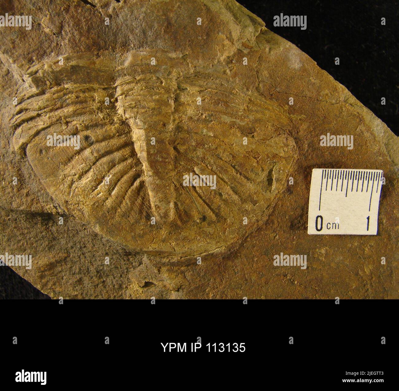 Asaphus nobilis Barrande Stock Photo - Alamy