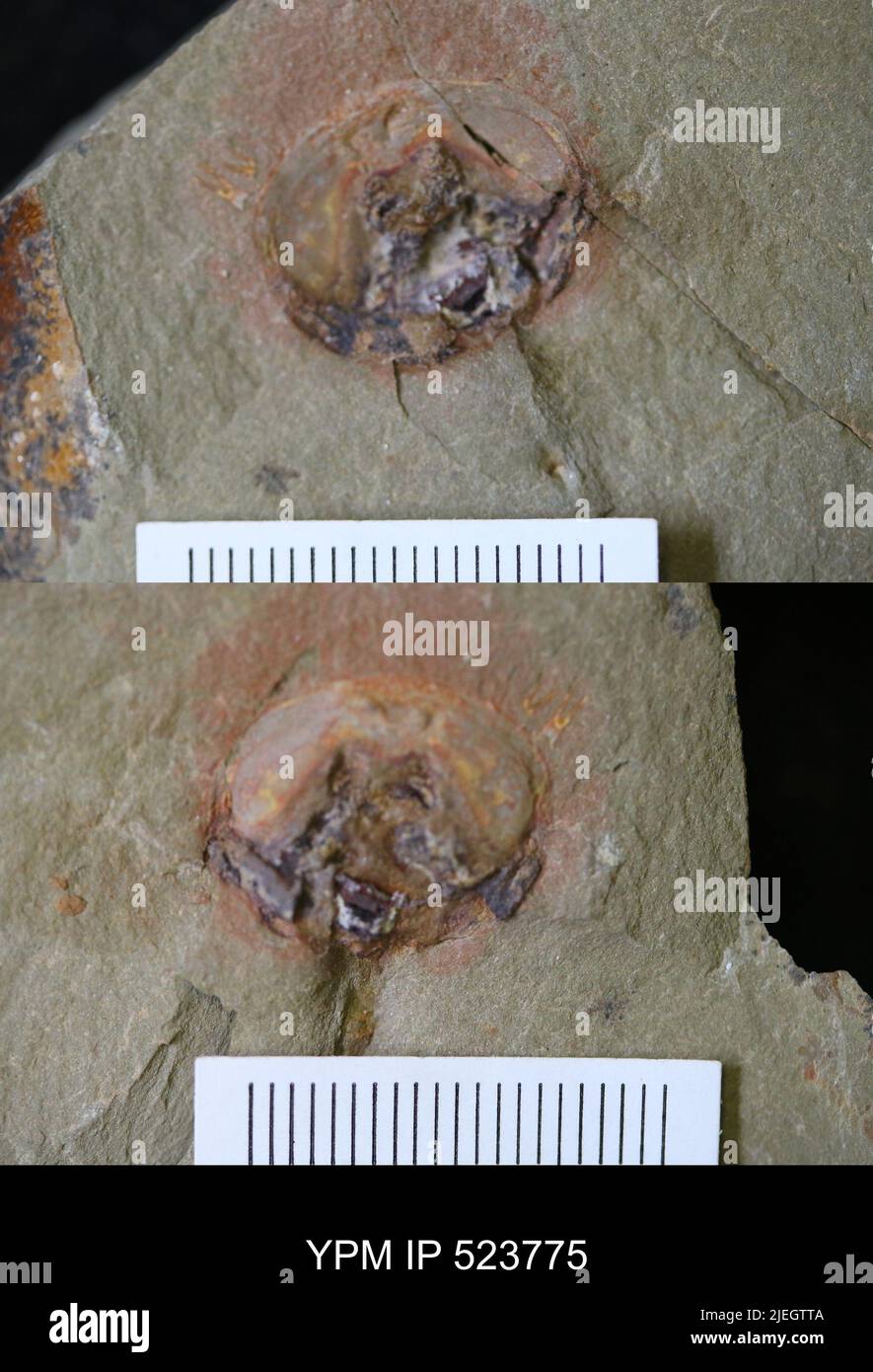 Xiphosurida hi-res stock photography and images - Alamy