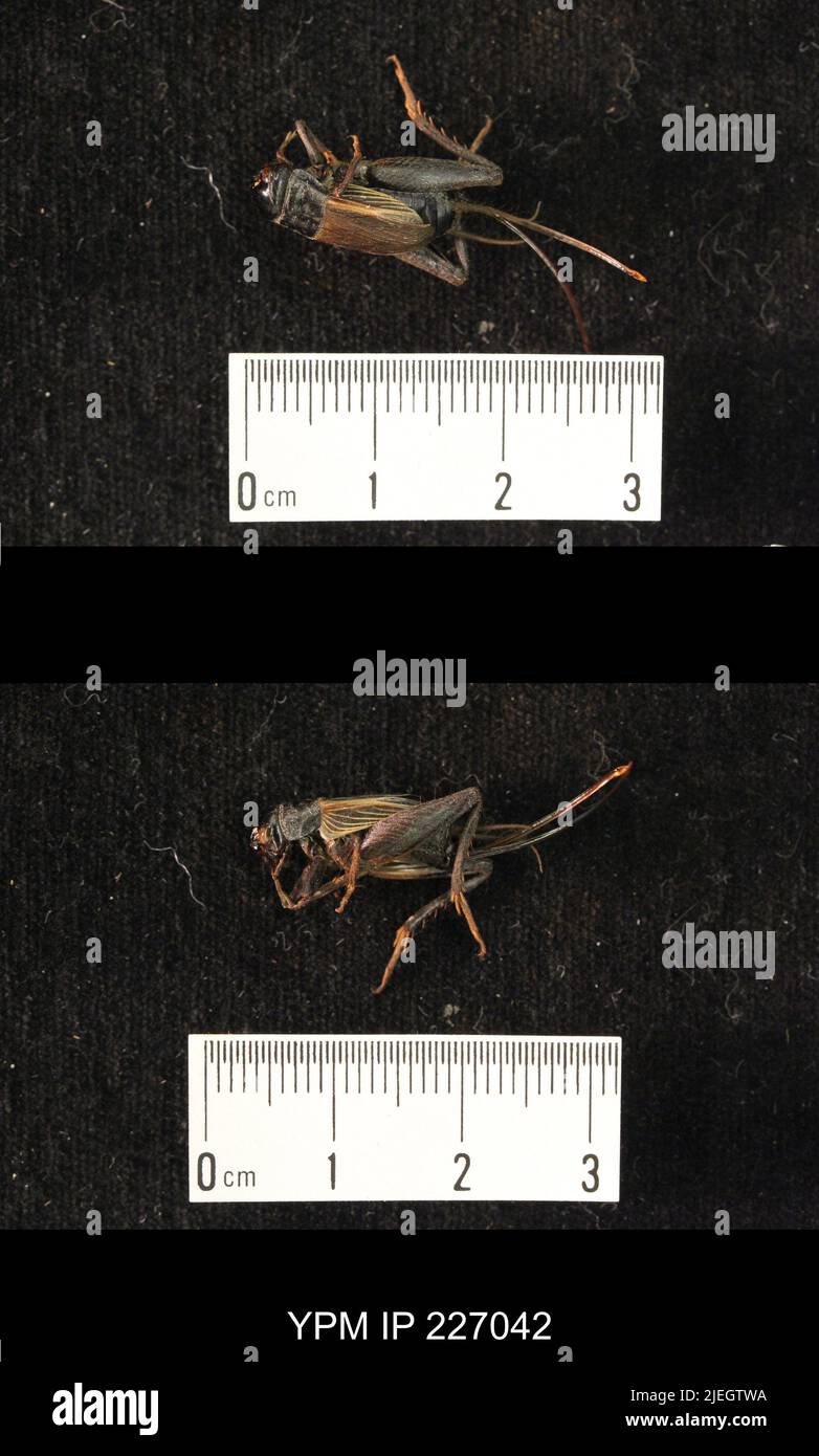 Gryllus sp hi-res stock photography and images - Alamy